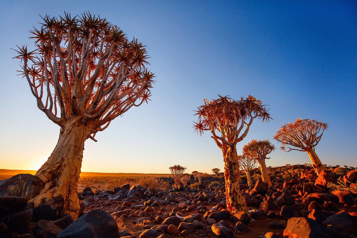 The Rarest Trees in the World | Moss and Fog