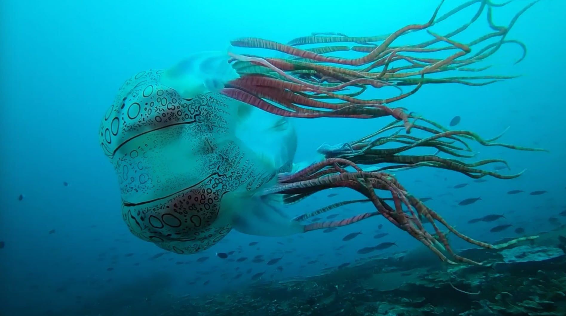 Extremely Rare Box Jellyfish Caught on Camera | Moss and Fog