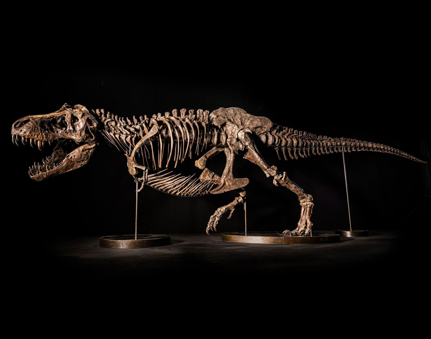 Take a Visit to Another World With These Alien Flowers by Rik ...