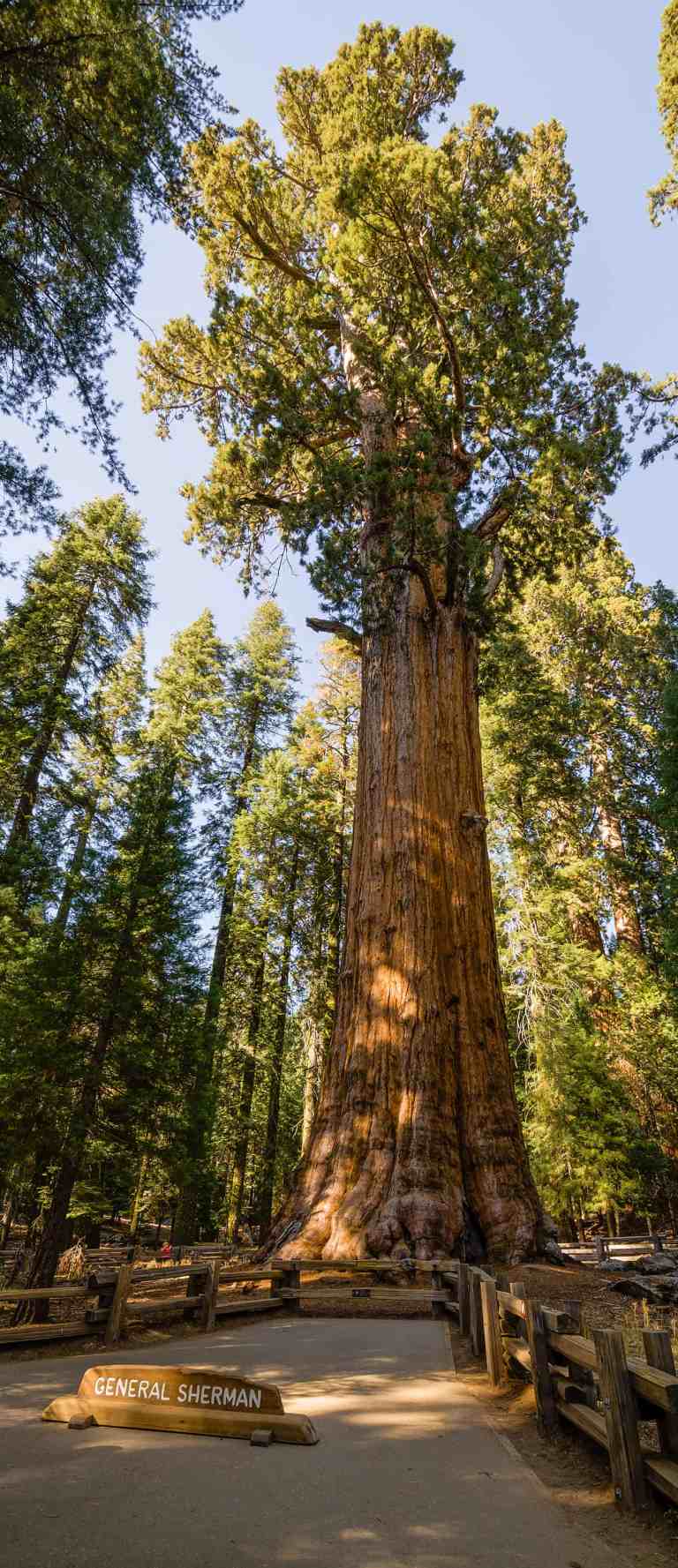 The Largest Tree on Planet Earth – Moss and Fog