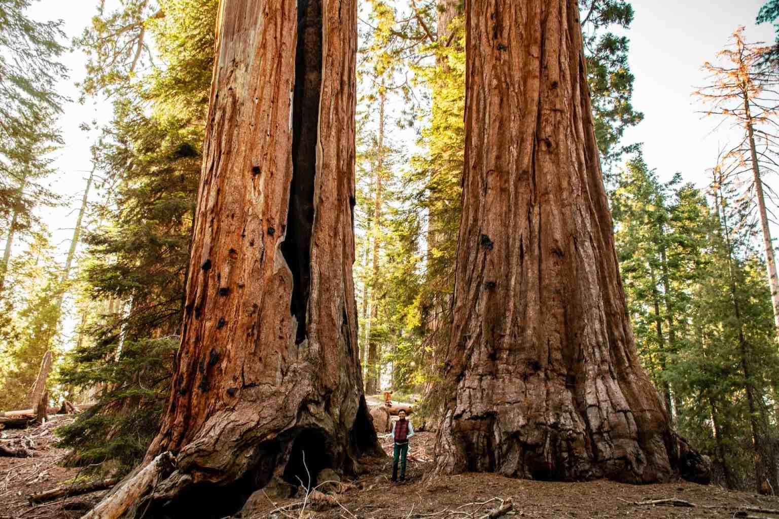 The Largest Tree on Planet Earth – Moss and Fog