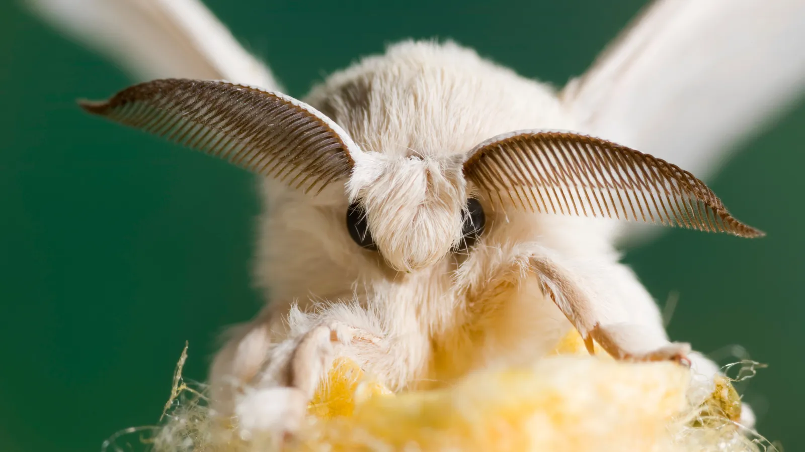 Sky Puppies and the Strange World of Domesticated Silk Moths | Moss and Fog