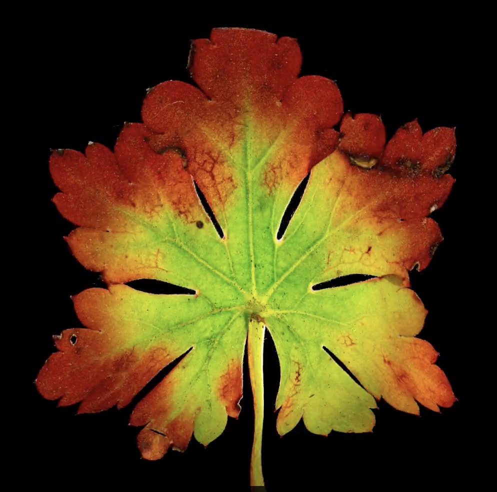 Beautiful Stop Motion of Over 12,000 Pressed Leaves | Moss and Fog