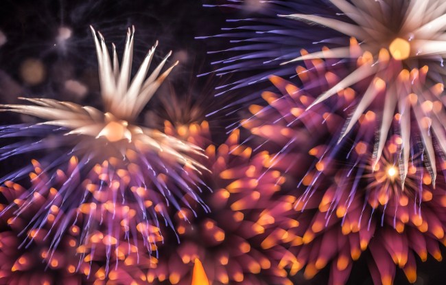 Festive Fireworks Captured in Beautiful Long Exposure Photography ...