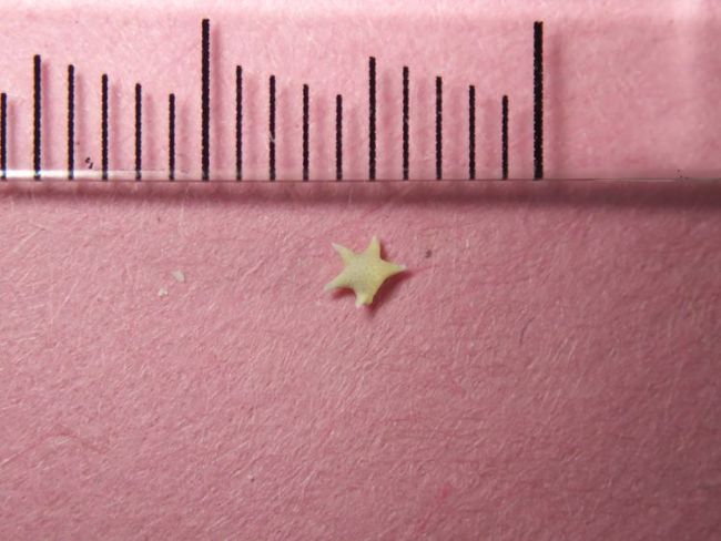 Rare Beaches in Japan Feature Star Shaped Sand – Moss and Fog