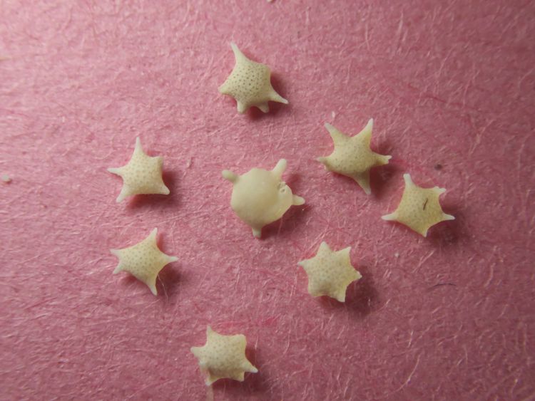 Rare Beaches in Japan Feature Star Shaped Sand | Moss and Fog