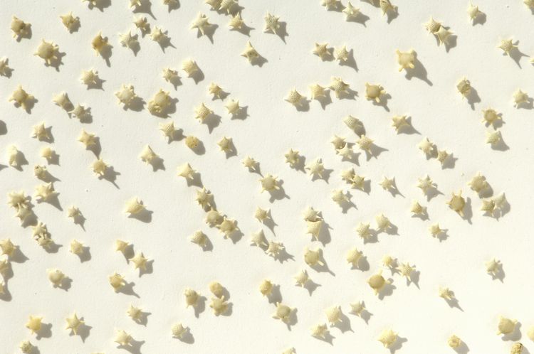 Rare Beaches in Japan Feature Star Shaped Sand | Moss and Fog