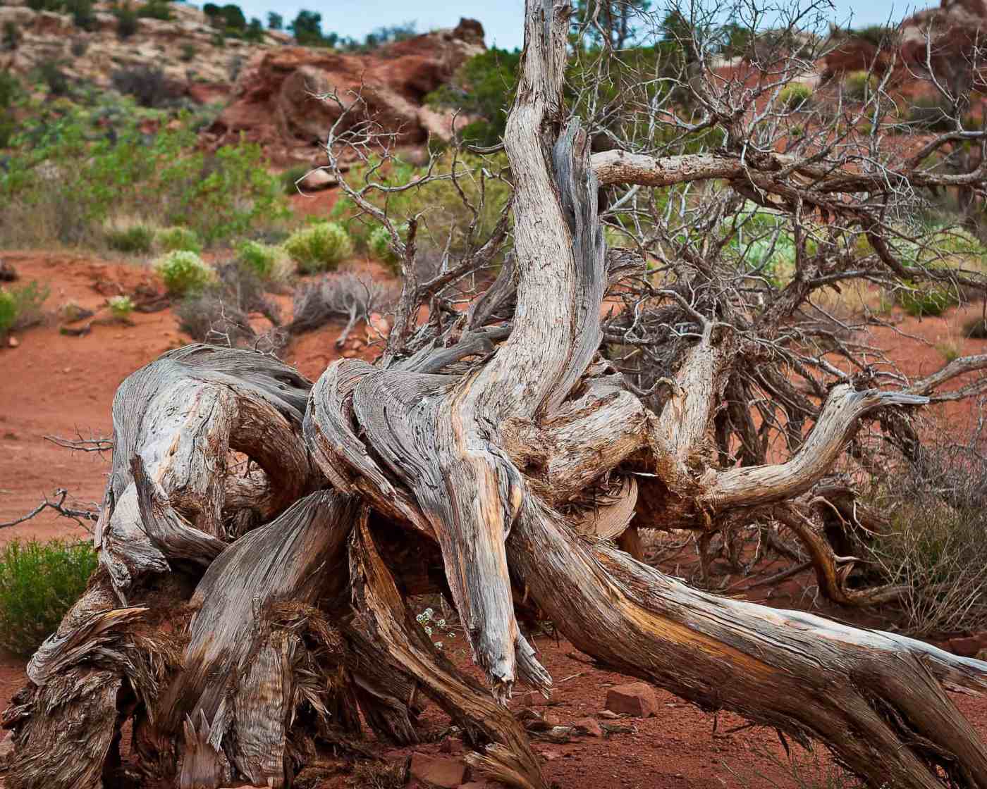 Living Legends: Exploring the Oldest Trees on Earth - Moss and Fog