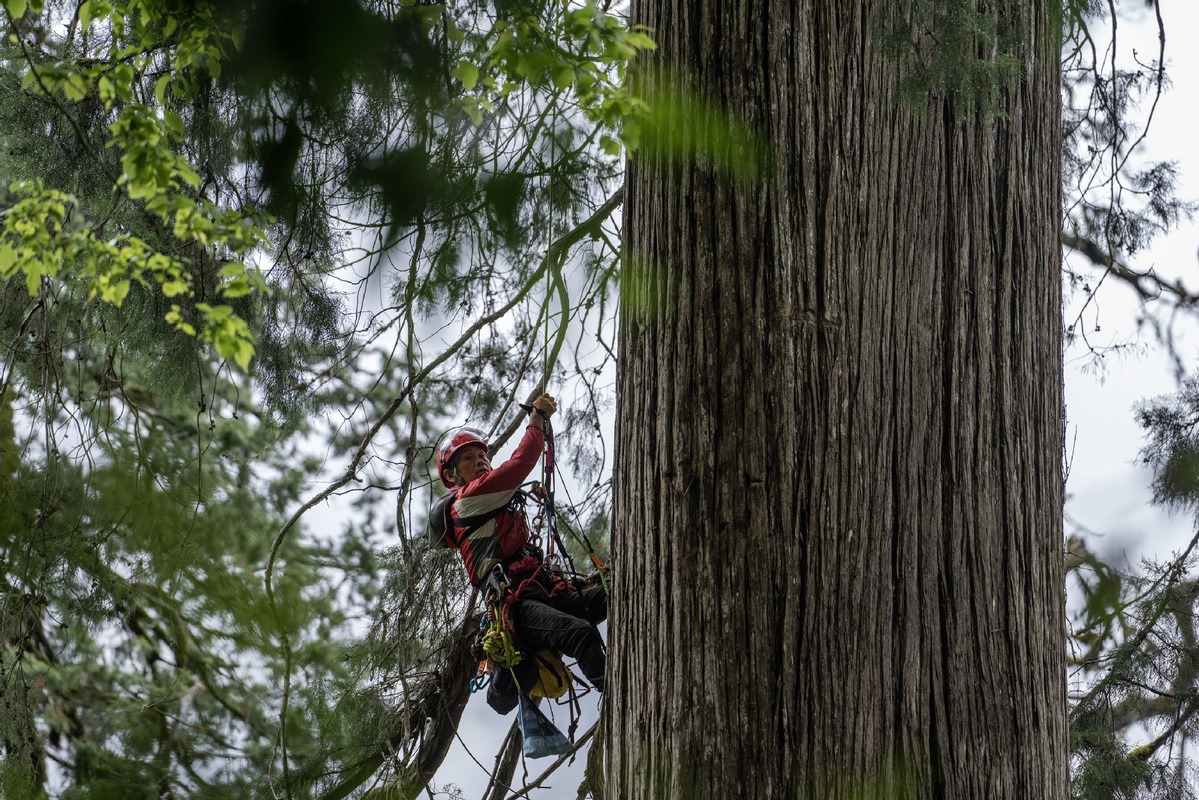 Newly Discovered Cypress Tree in Nepal is Considered Second Tallest in ...