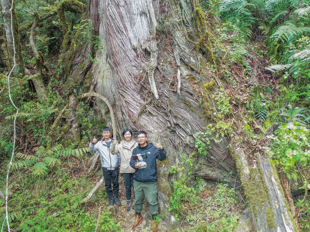 Newly Discovered Cypress Tree in Nepal is Considered Second Tallest in ...
