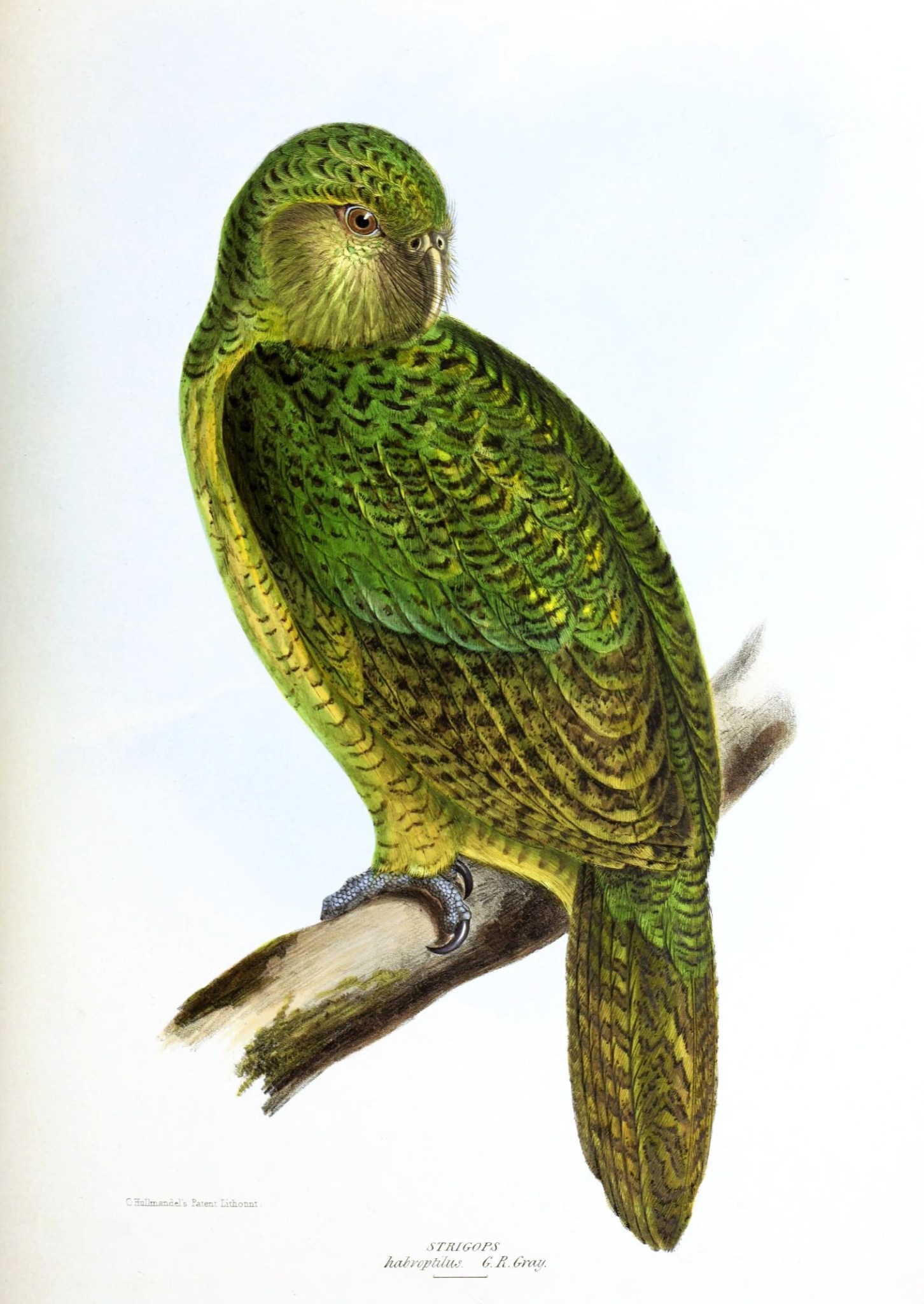 Meet the Kākāpō, an Endangered Flightless Parrot That Smells Good, and ...