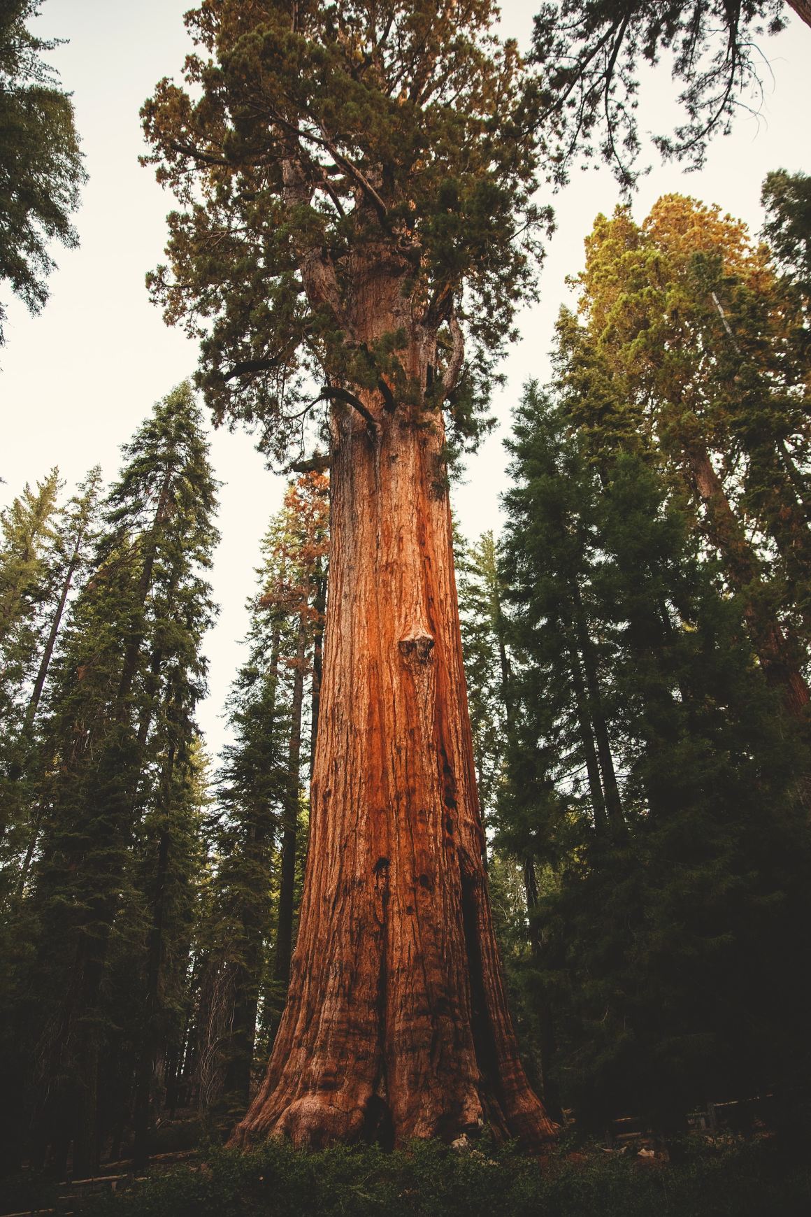 Ten Monumental Facts About Giant Sequoia Trees » Moss and Fog