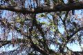Lahaina’s Famous Banyan Tree Shows Signs of Life, is Sprouting New ...