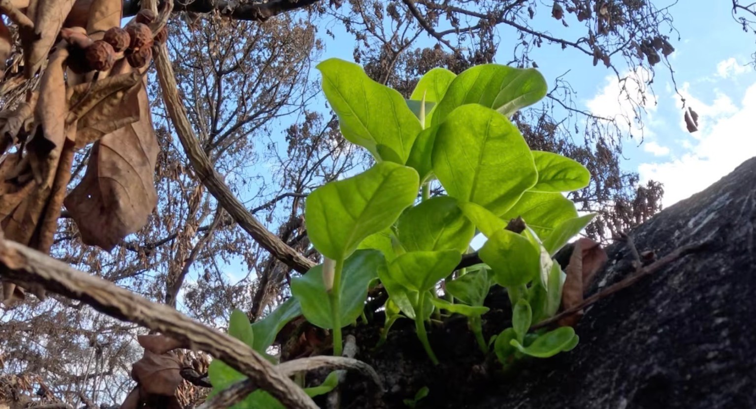 Lahaina’s Famous Banyan Tree Shows Signs of Life, is Sprouting New ...
