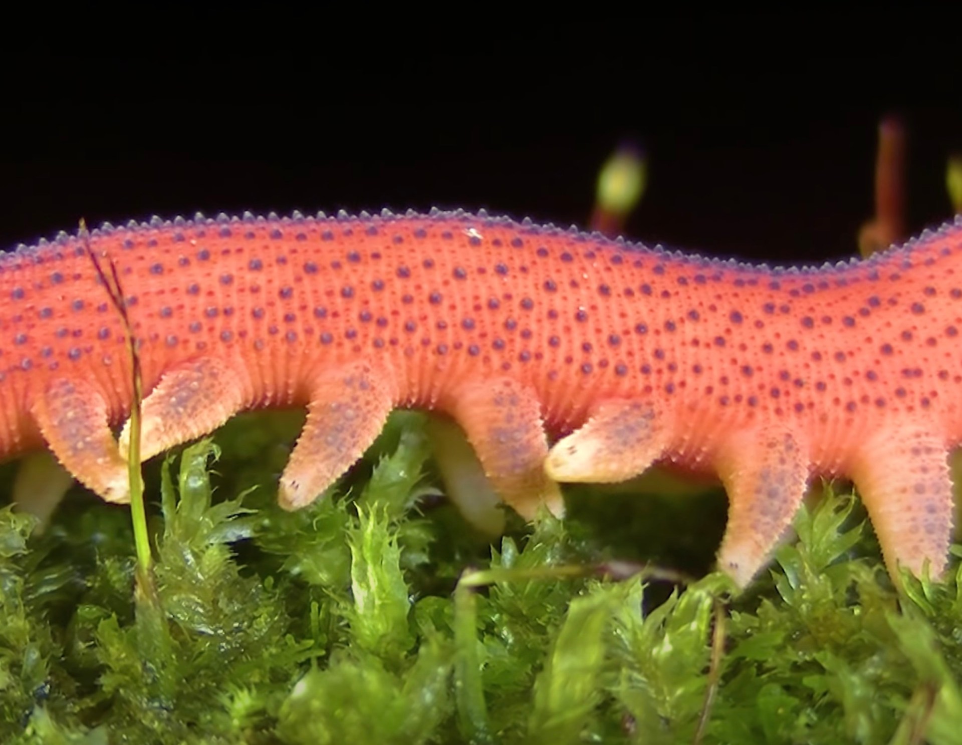 Incredibly Rare Velvet Worm Found in the Costa Rican Rainforest » Moss ...