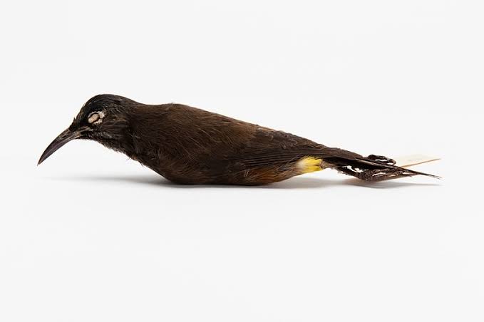 Listen to the Last Song of The Extinct Kauaʻi ʻōʻō | Moss and Fog