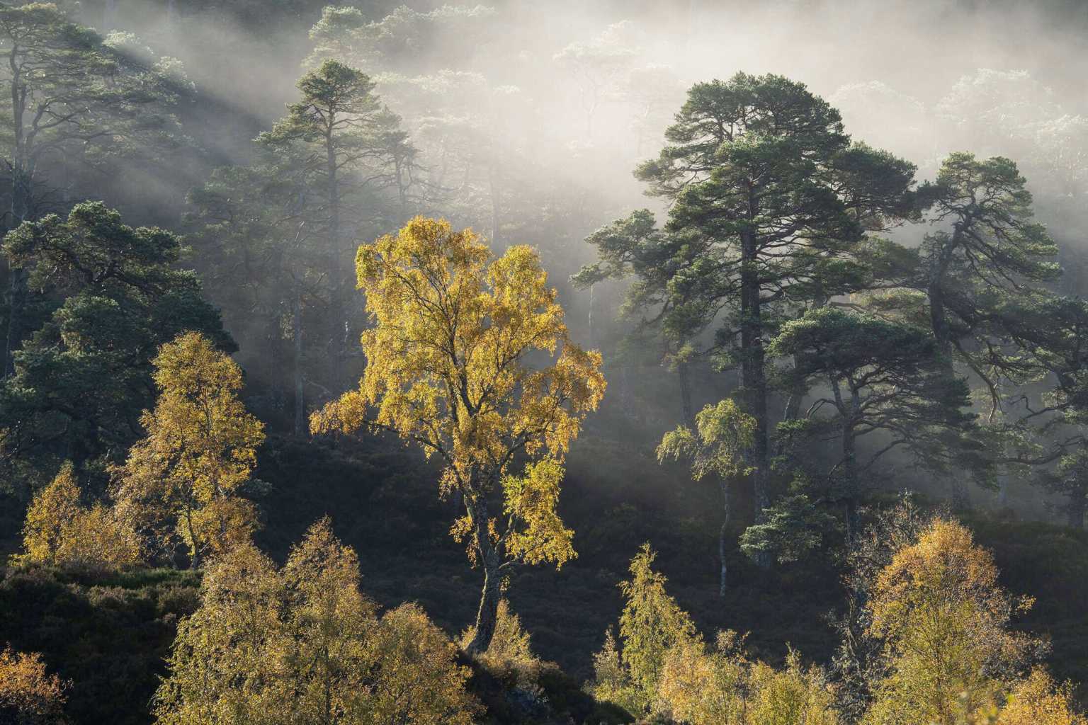 Some Amazing Images from the Nature Landscape Photography Awards » Moss ...