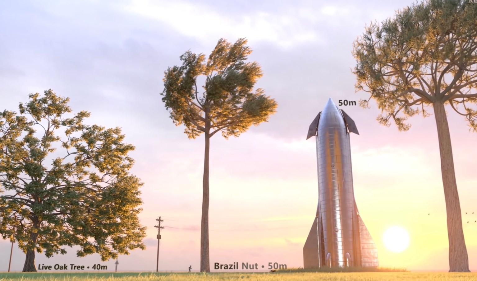 Visually Comparing Tree Heights From Around the World » Moss and Fog
