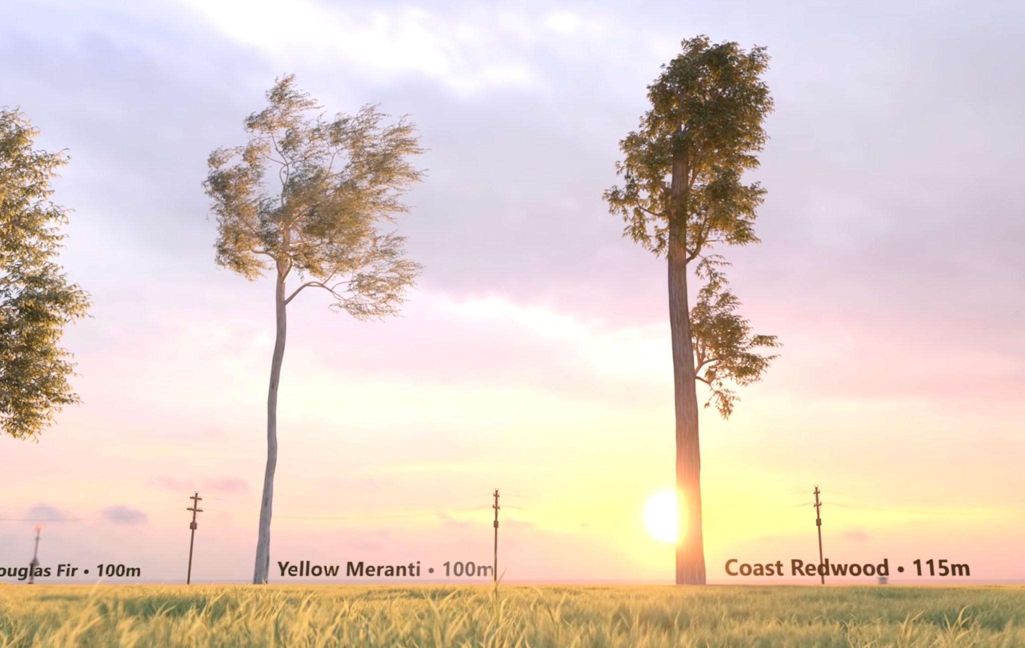 Visually Comparing Tree Heights From Around the World | Moss and Fog