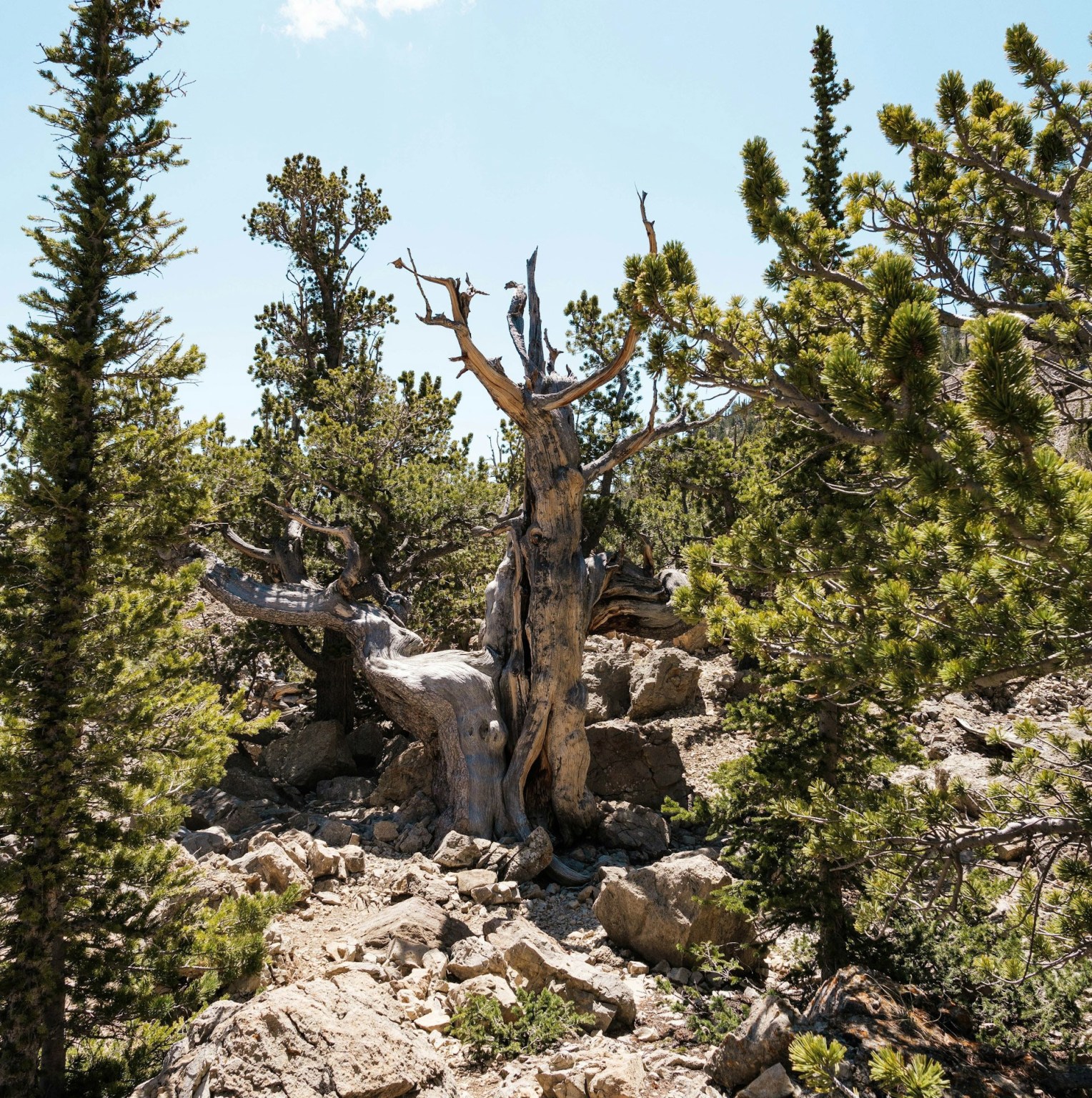 Meet Methuselah, The World’s Oldest Tree - Moss and Fog