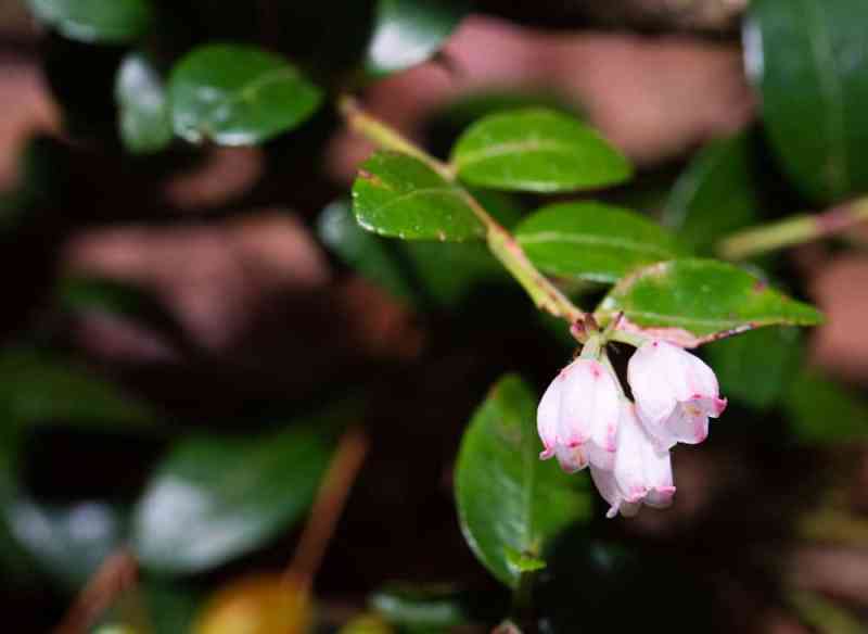 One of the Oldest Organisms on the Planet is a Box Huckleberry Shrub in ...