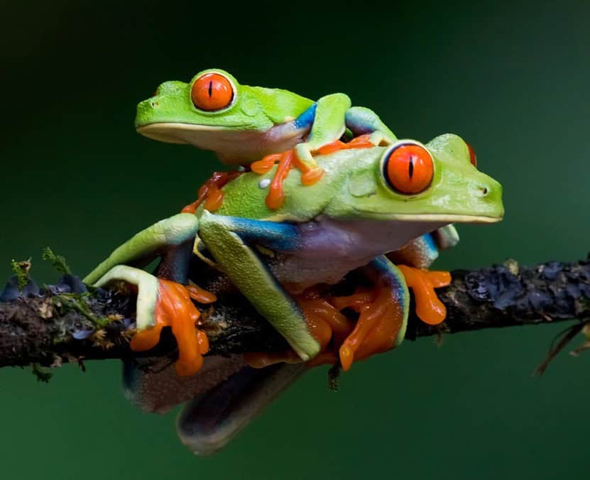 The Magic of a Red Eyed Tree Frog » Moss and Fog