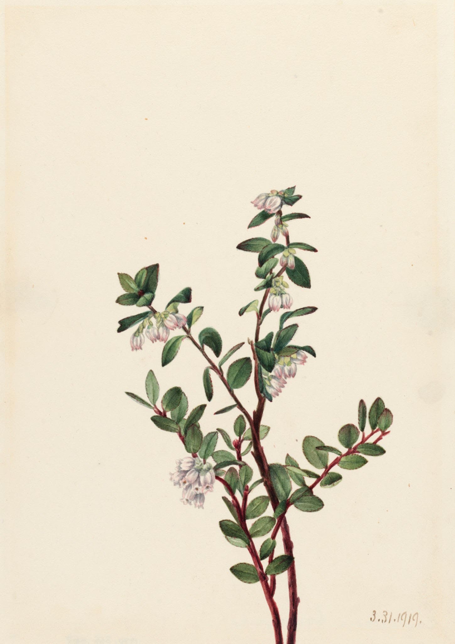 One of the Oldest Organisms on the Planet is a Box Huckleberry Shrub in ...