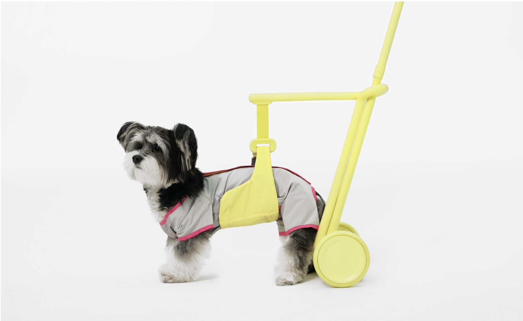 Cleverly Designed Walking Aid for Elderly Dogs » Moss and Fog