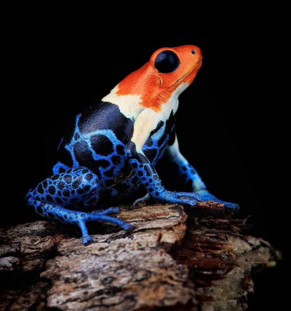 Phenomenal Frogs Through the Lens of Alvaro Cubero | Moss and Fog