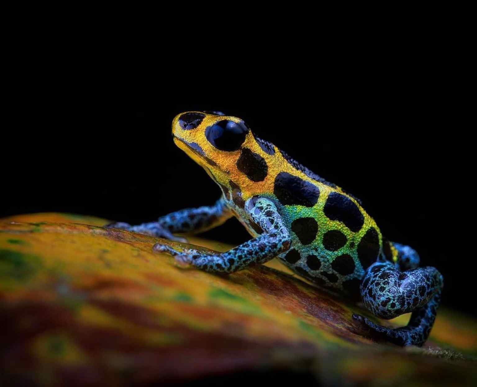 Phenomenal Frogs Through the Lens of Alvaro Cubero | Moss and Fog