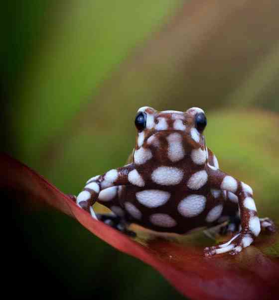 Phenomenal Frogs Through the Lens of Alvaro Cubero | Moss and Fog