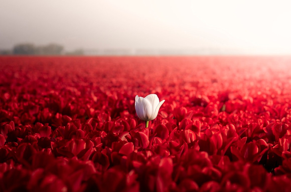 ‘Dutch Rebels’ Series Shows Flowers Not Afraid to Stand Out » Moss and Fog