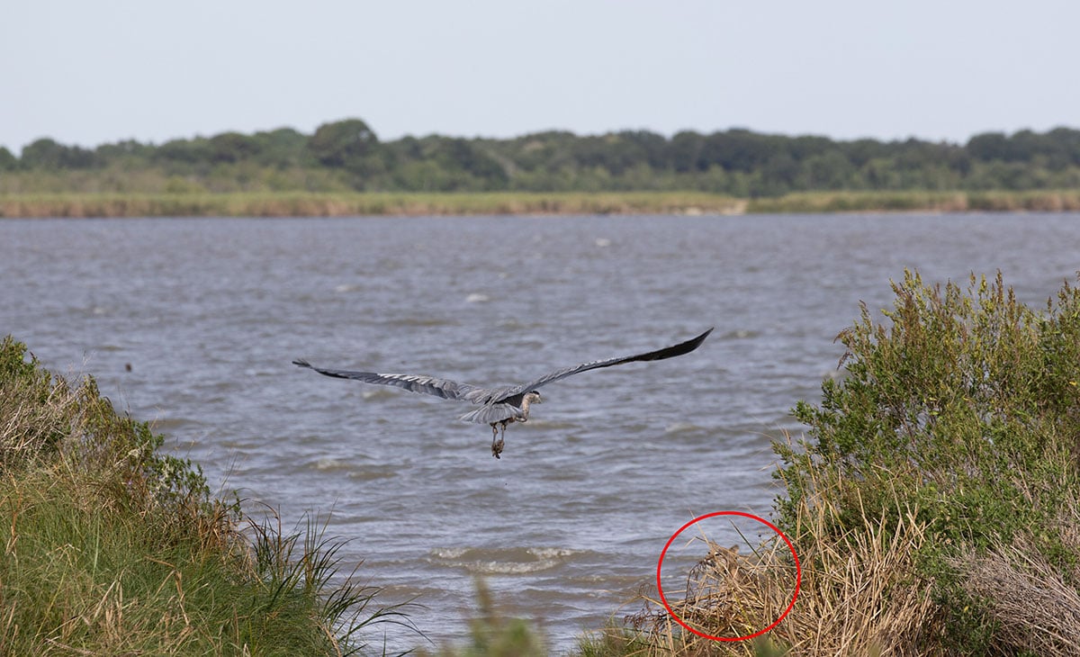 Photographer Captures Image of Bobcat Pouncing on Heron Midflight ...