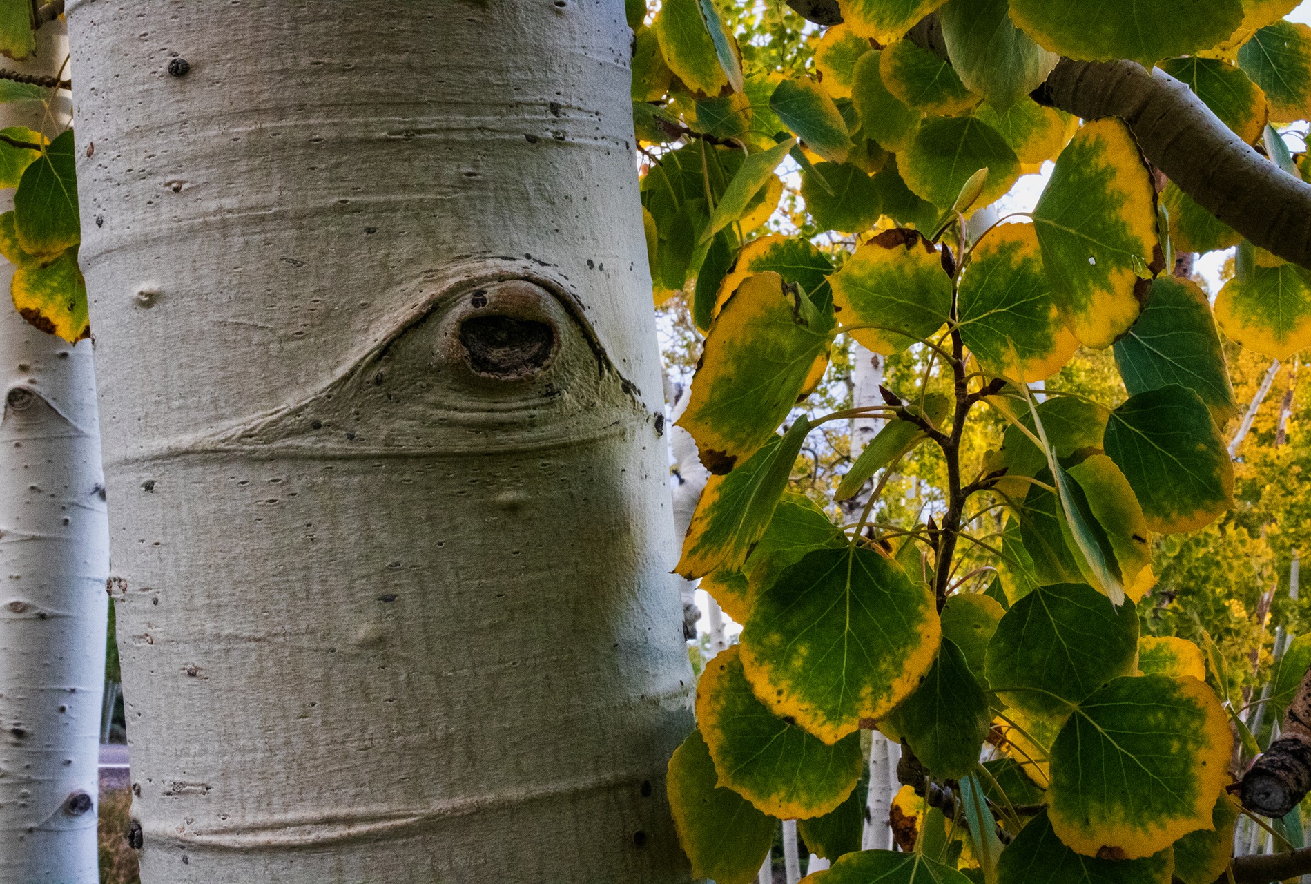 Pando, The Trembling Giant of Utah is the World’s Biggest Organism ...