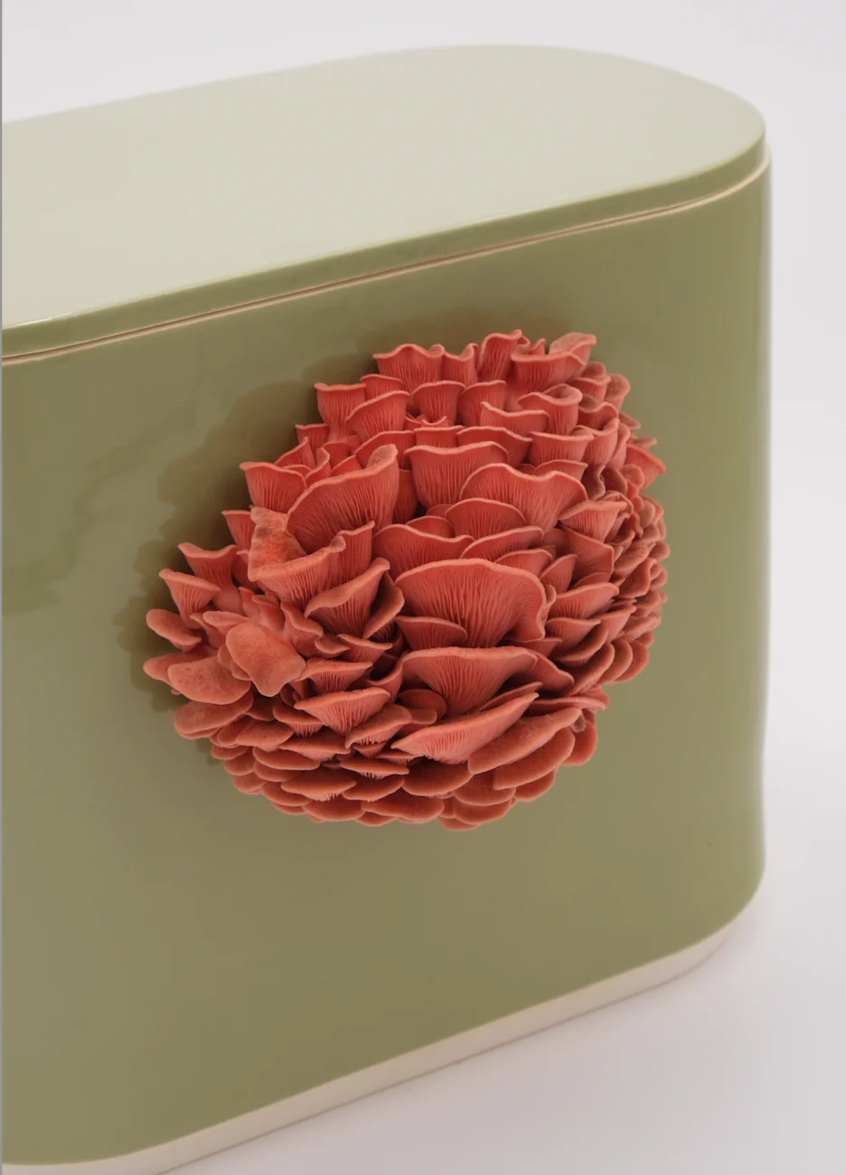 Meet GUS, the Handsome Home Mushroom Planter » Moss and Fog