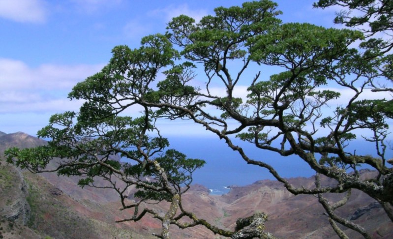 Five of the Most Endangered Trees in the World » Moss and Fog