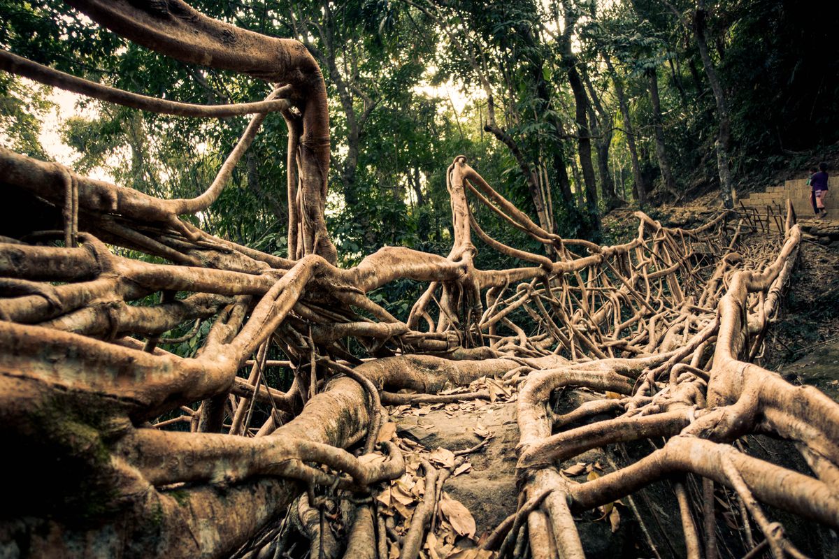 The Living Tree Bridges of India | Moss and Fog