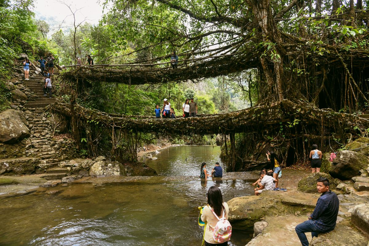 The Living Tree Bridges of India | Moss and Fog