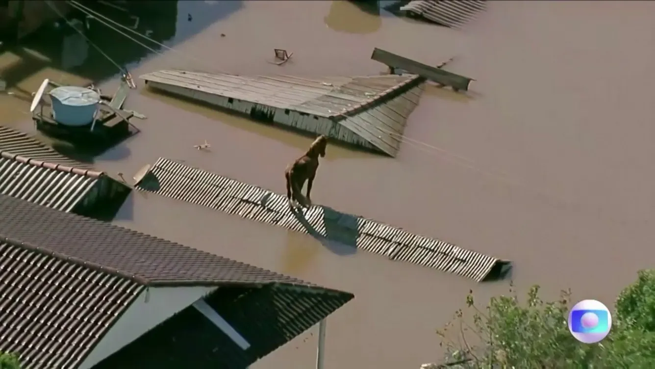 Severe Flooding in Brazil Shown in Stranded Horse on Roof Images » Moss and Fog