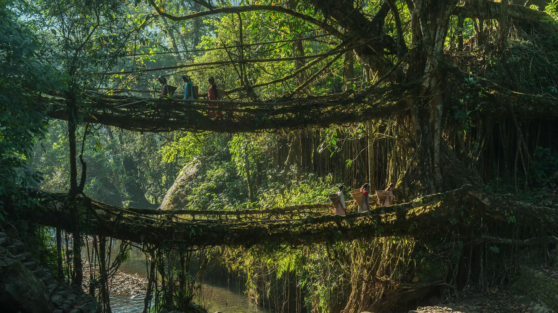 The Living Tree Bridges of India | Moss and Fog