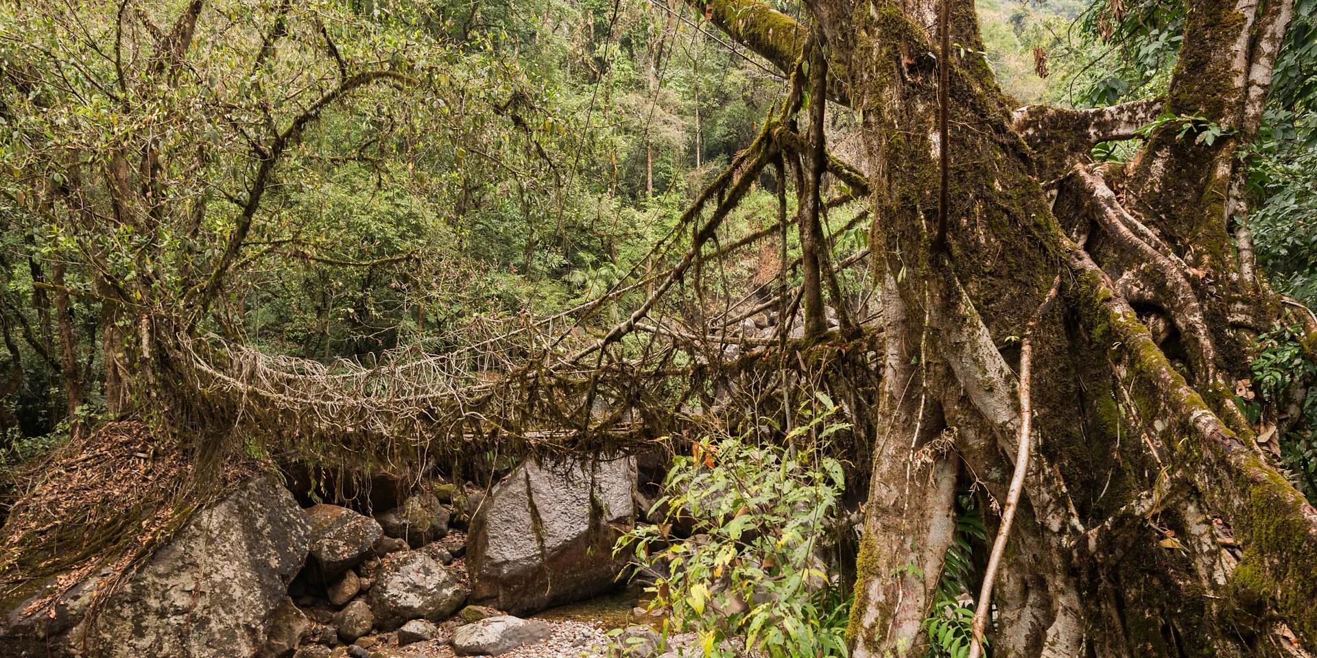 The Living Tree Bridges of India | Moss and Fog