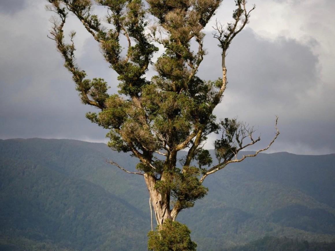 Nature - Embrace Nature's Beauty - Moss & Fog's Stunning Showcase