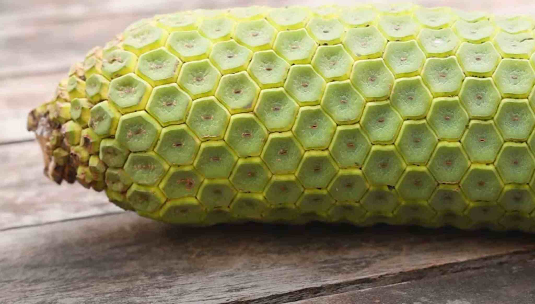 Did You Know the Monstera Plant Bears Fruit, and It’s Amazing? » Moss ...