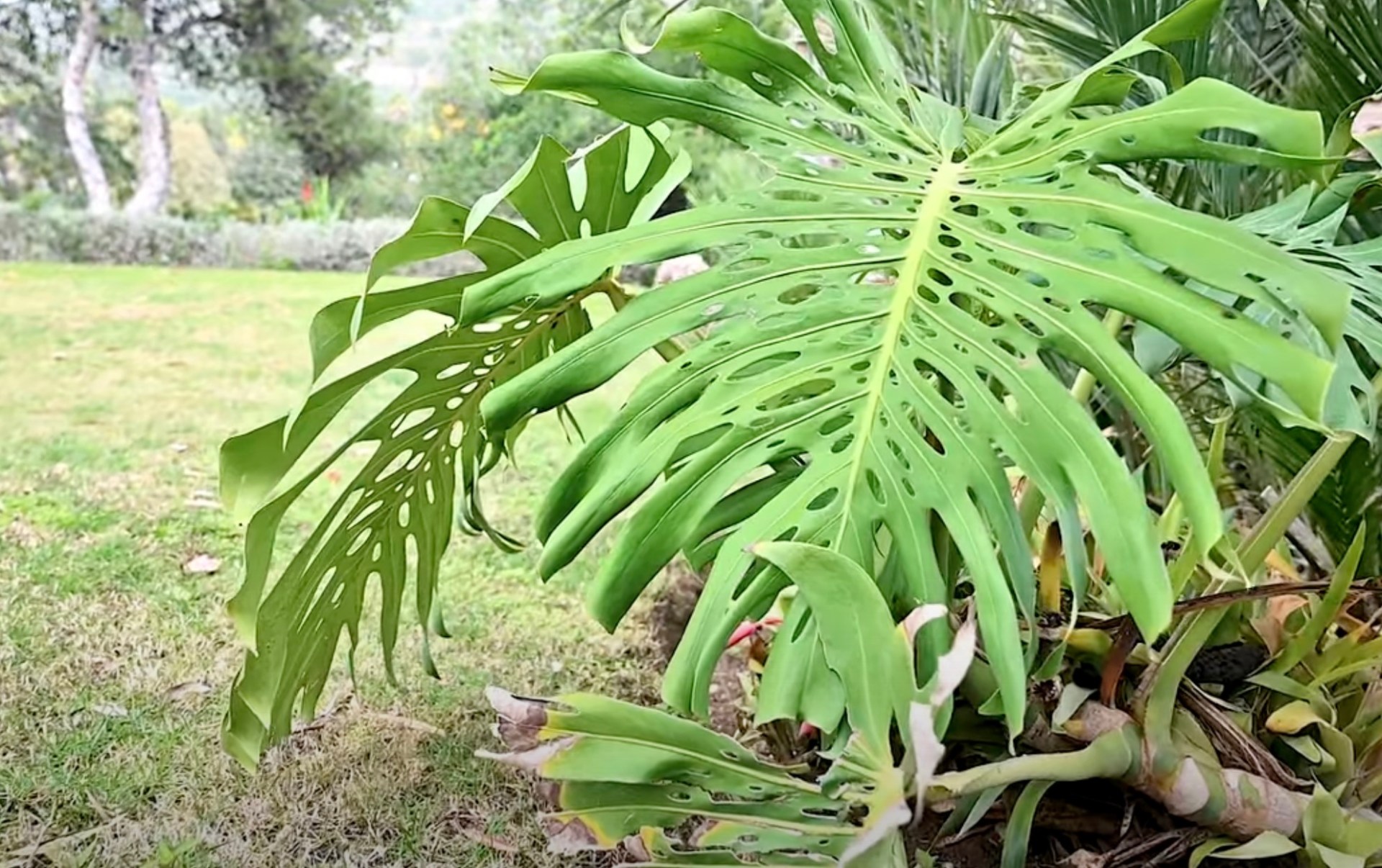 Did You Know the Monstera Plant Bears Fruit, and It’s Amazing? » Moss ...