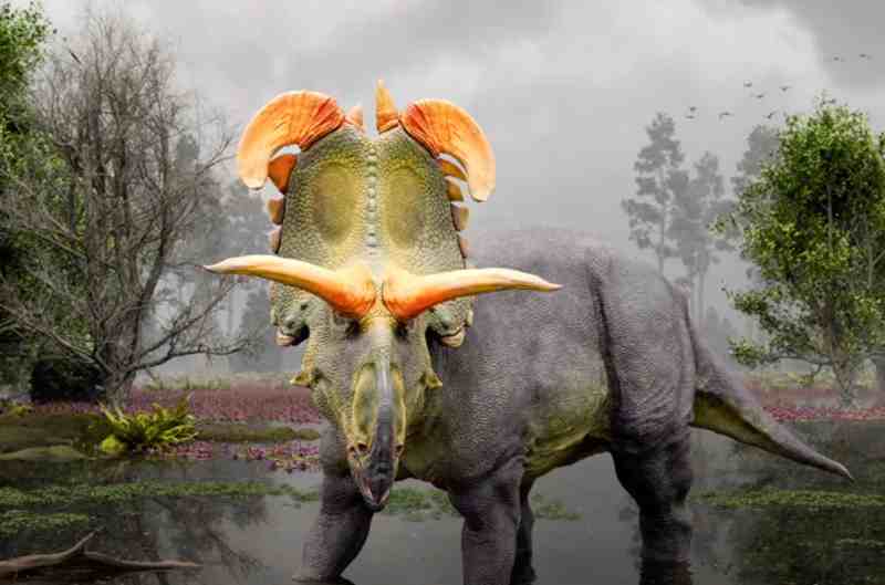 Meet Lokiceratops, a Newly Discovered Dinosaur With Amazing Frill Horns ...