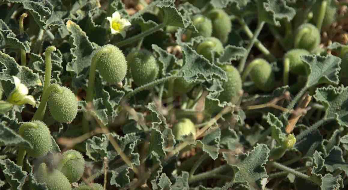 Botanical Oddballs, And The Strangest Plant Behaviors That Emerge in ...